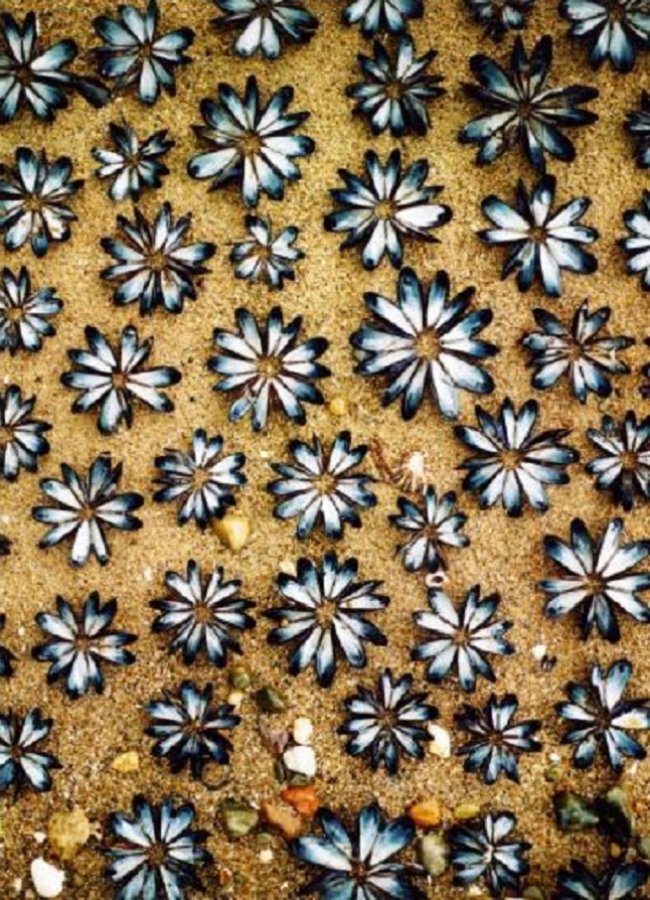 Tim Pugh • Insteading