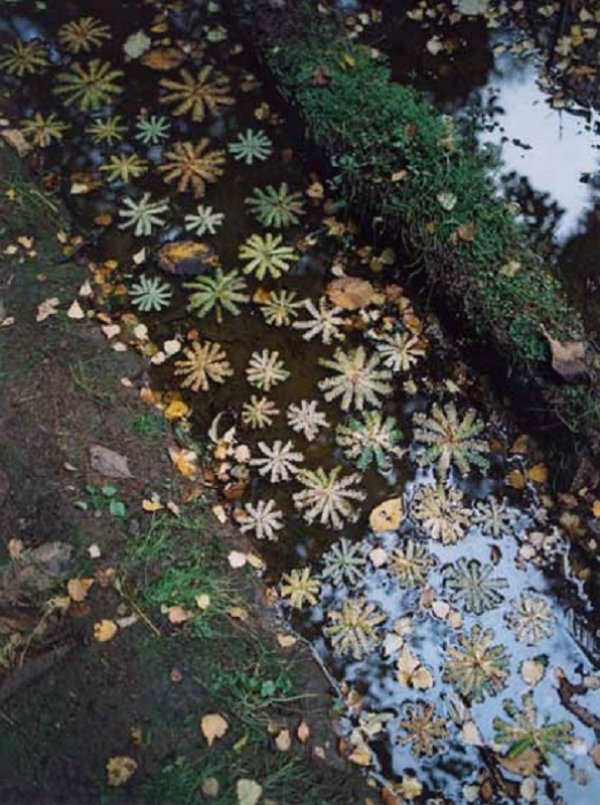 Tim Pugh • Insteading